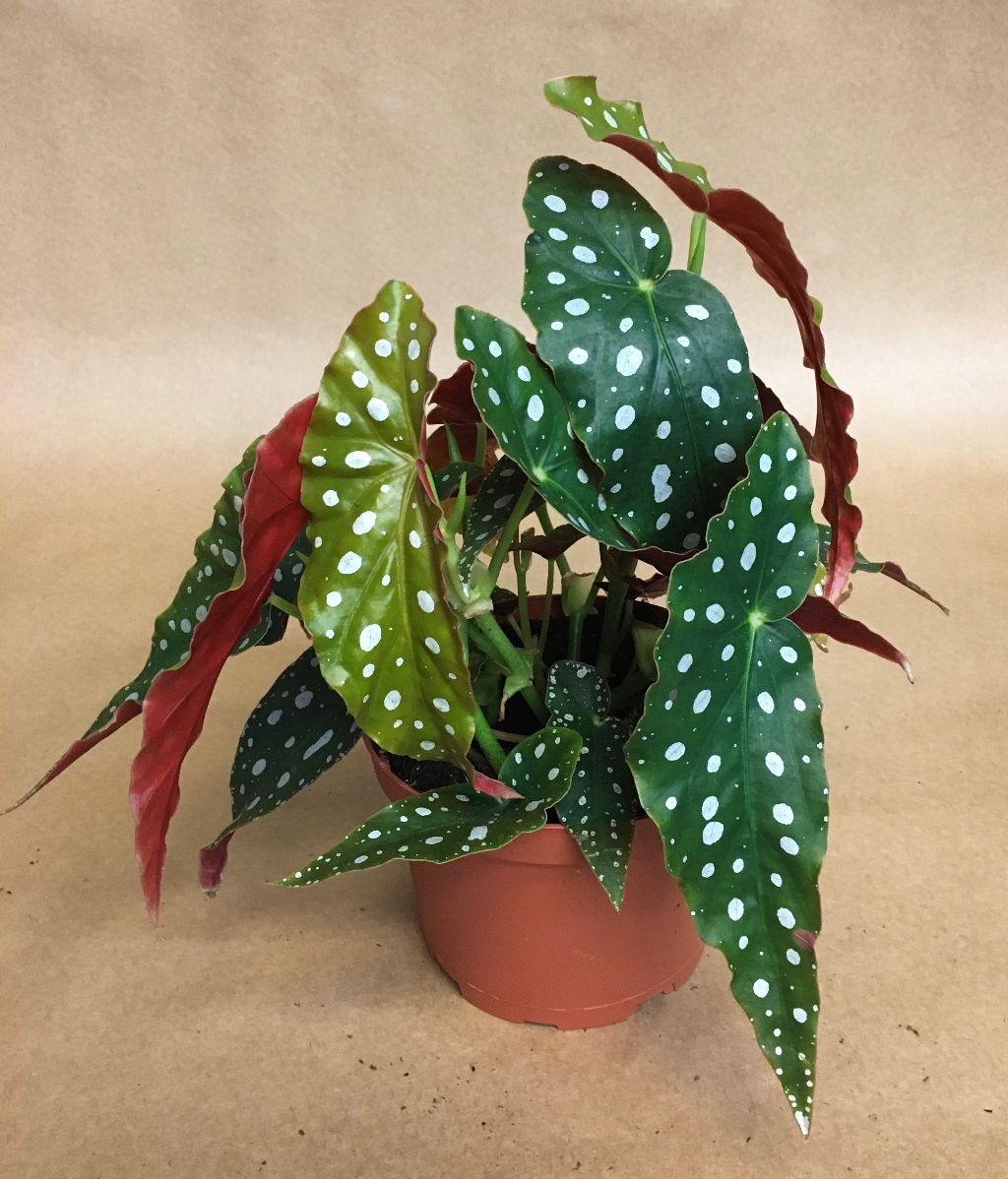 Plants – Austin Flower Company