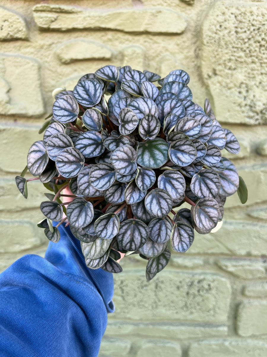 4” Peperomia Toscani – Austin Flower Company